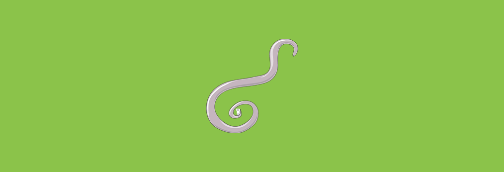 Ascaris lumbricoides: O que você precisa saber - Blog
