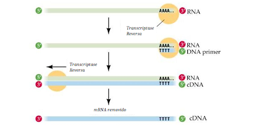 Transcriptase Reversa: Entenda! - Blog